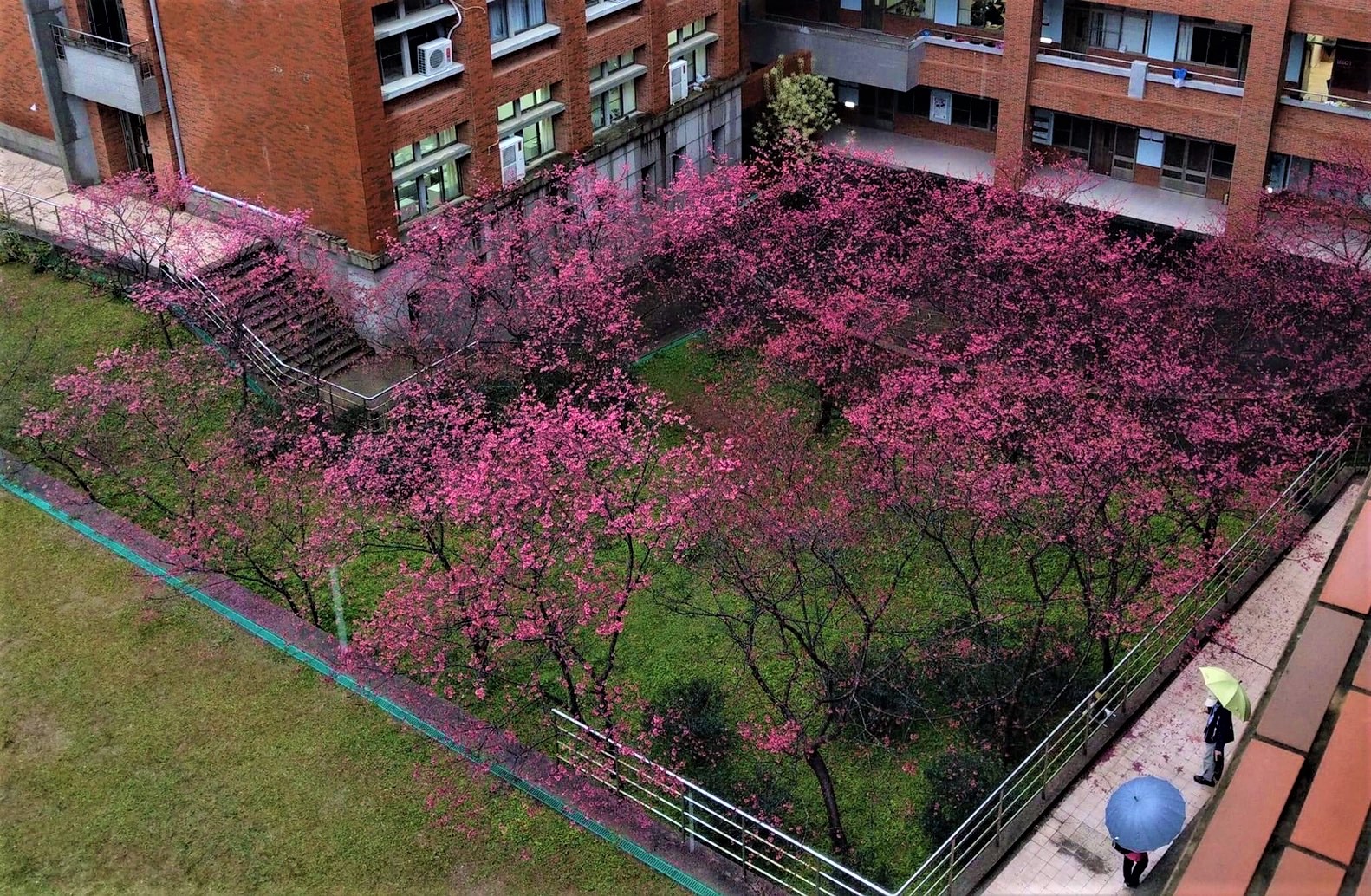 228連假九族文化村至最美校園國立暨南大學賞櫻趣！暨大邀校友回娘家與遊客一起賞櫻品茗聆賞表演名人演講等！九族文化村端出文學與咖啡對話擴大版小農 ...